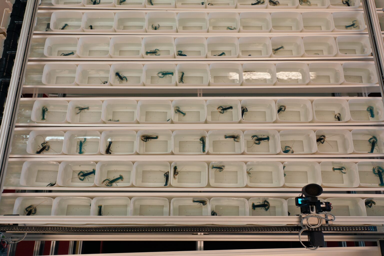 Production « Norwegian Lobster Farm