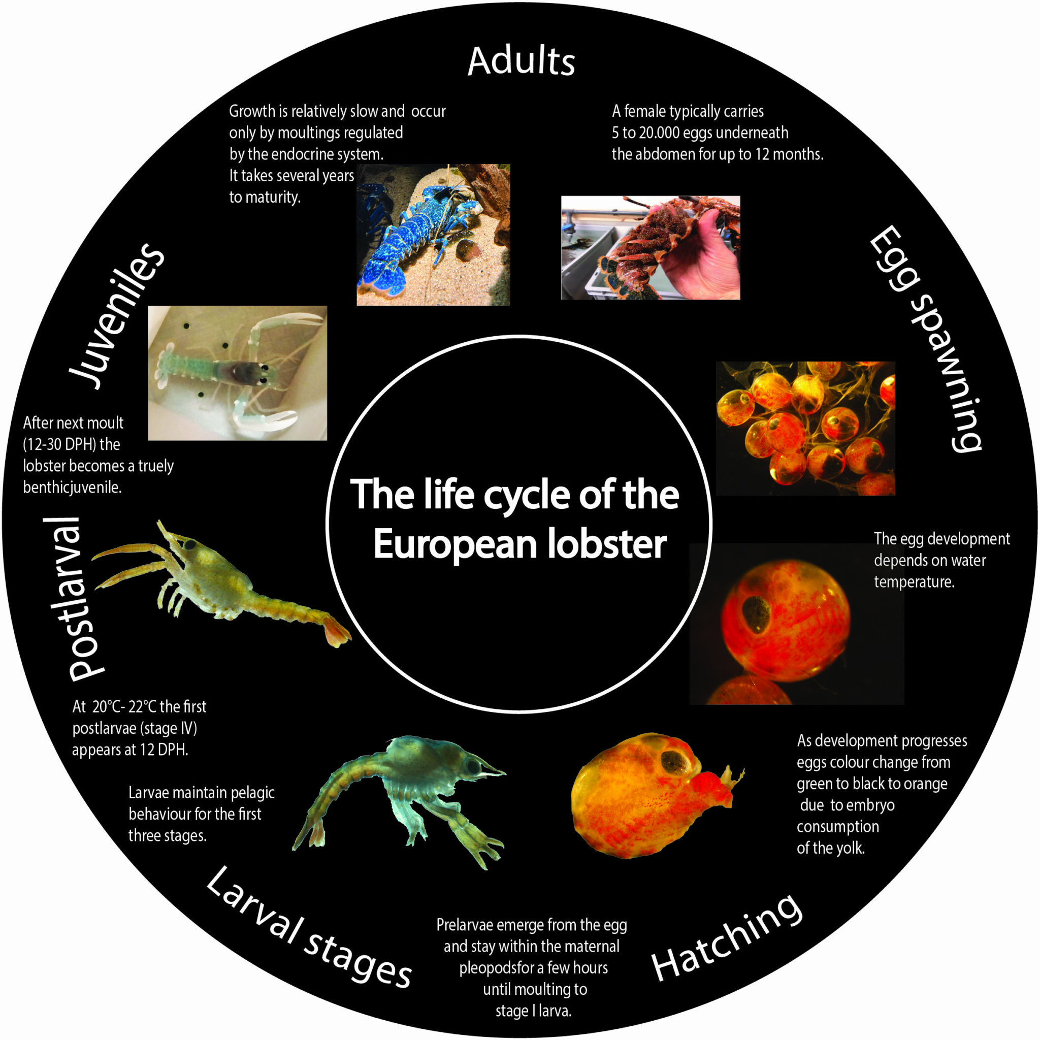 Norwegian Lobster Farm