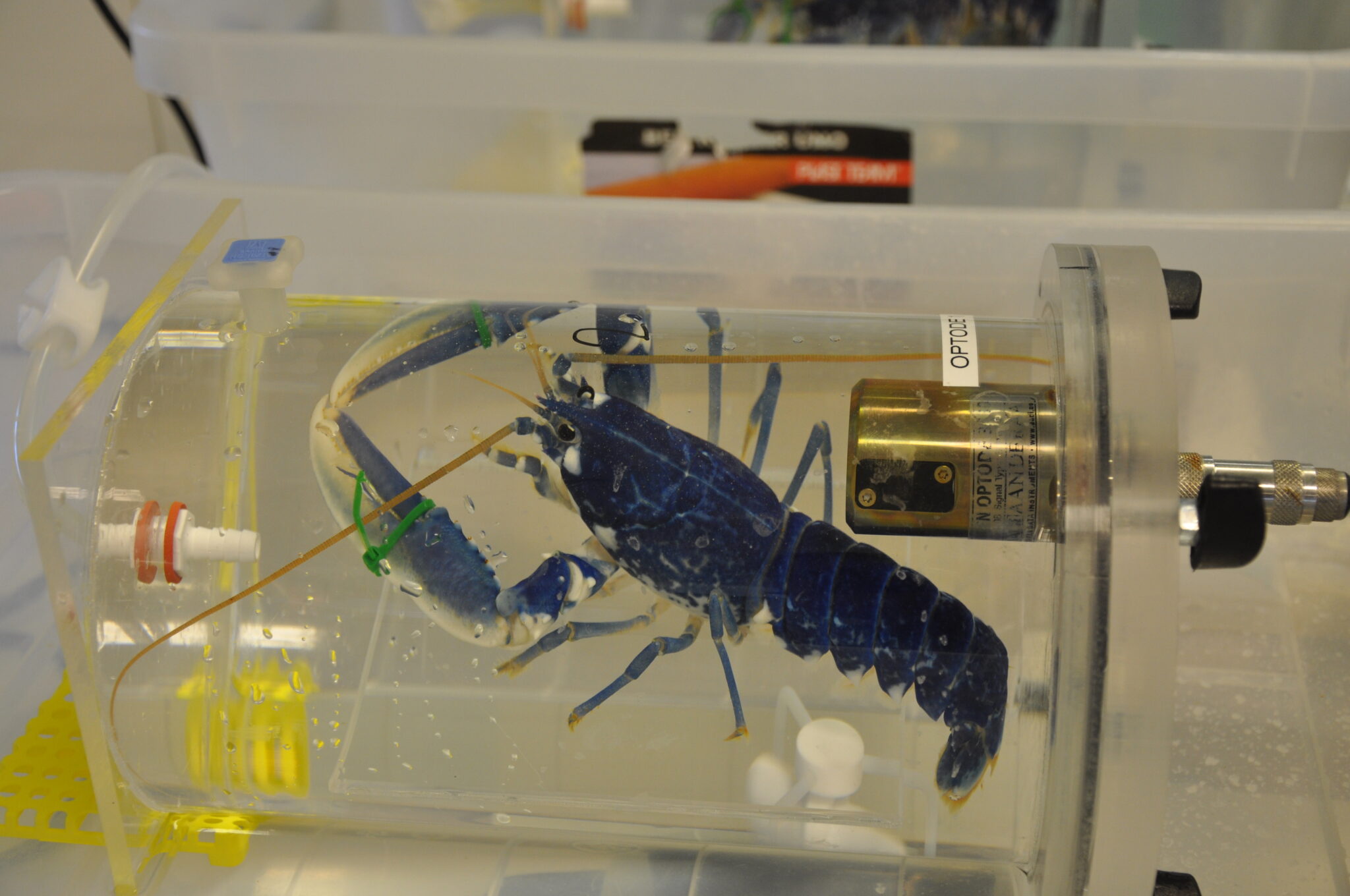 sustainability « Norwegian Lobster Farm